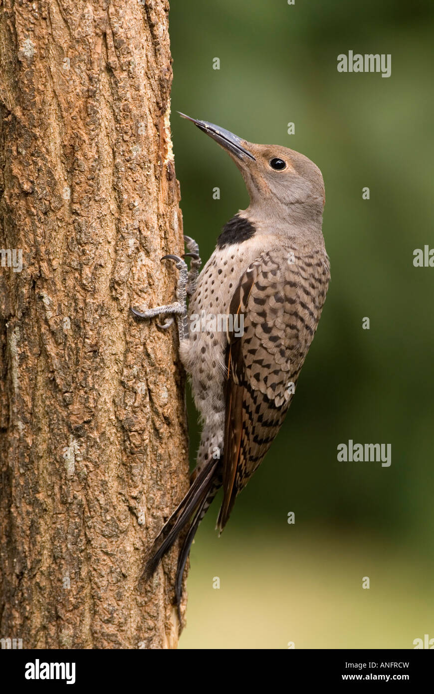 Portrait northern flicker bird hi-res stock photography and images - Alamy