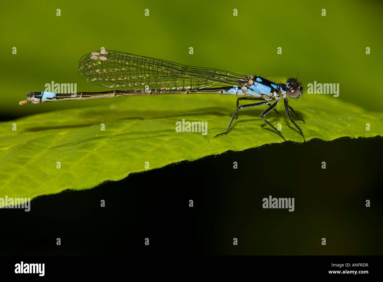 Pacific forktail and dragonfly hi-res stock photography and images - Alamy