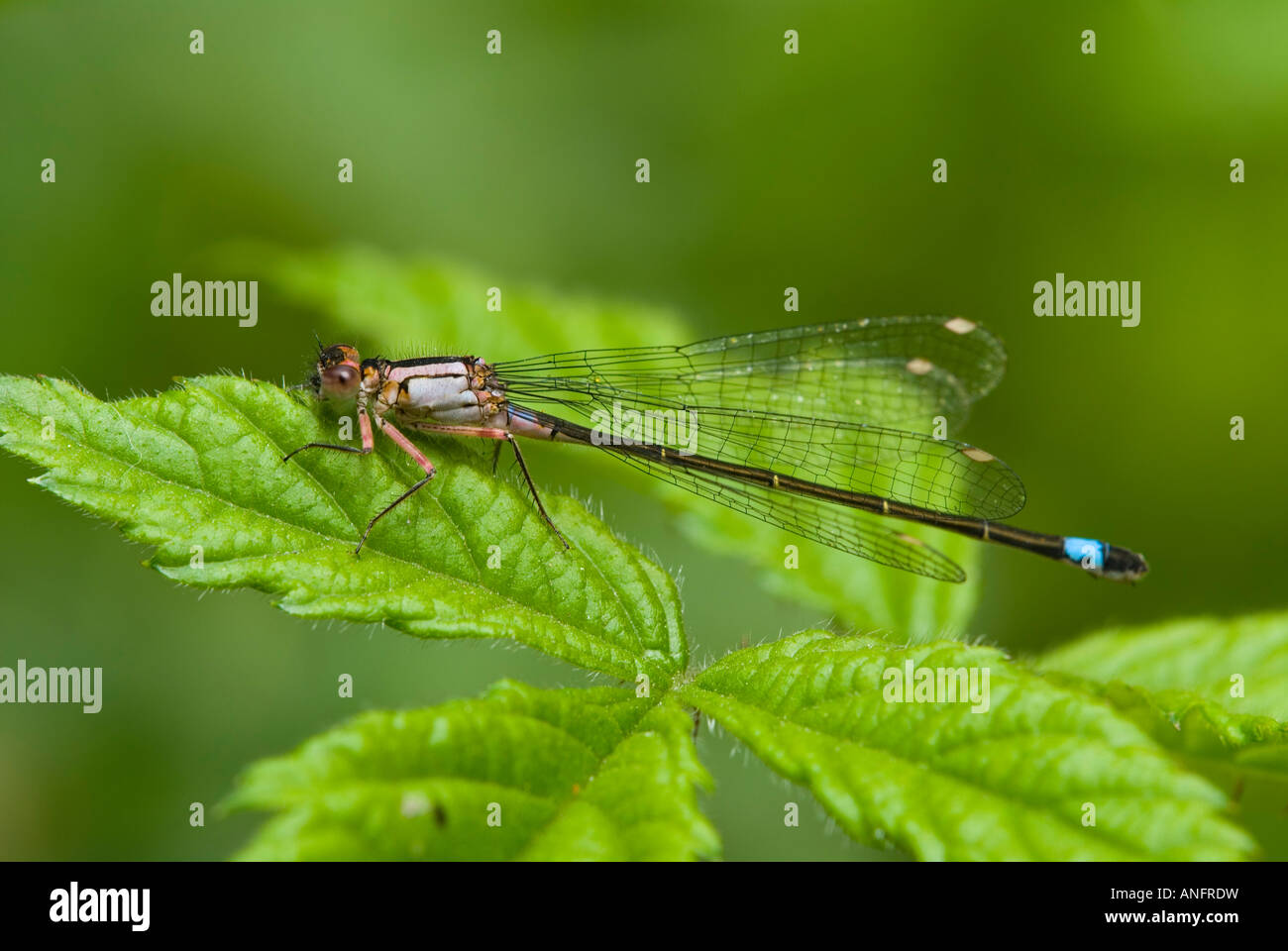 Pacific Forktail on leaf, Canada Stock Photo - Alamy