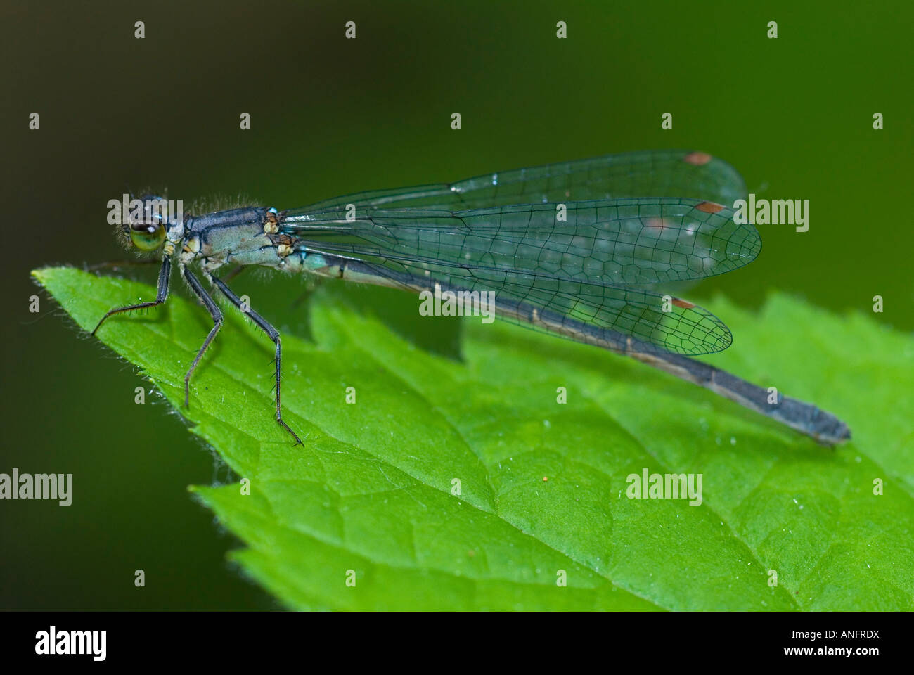 Forktail hi-res stock photography and images - Alamy