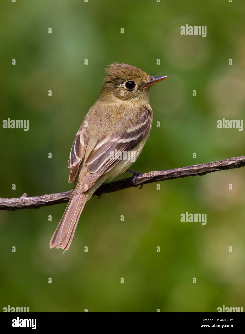 Pacific slope Flycatcher, Canada Stock Photo - Alamy