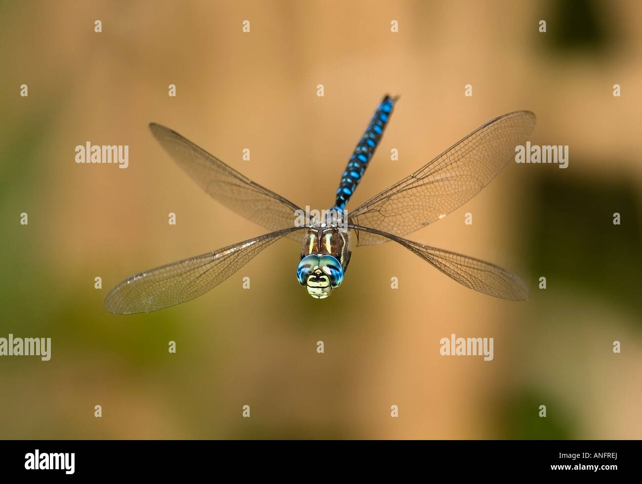 Paddle Tailed Darner in marshland, Canada Stock Photo - Alamy