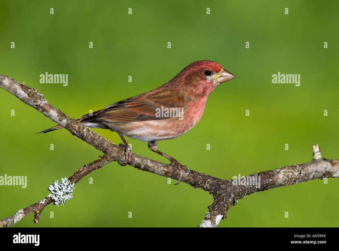 Purple Finch, Canada Stock Photo - Alamy
