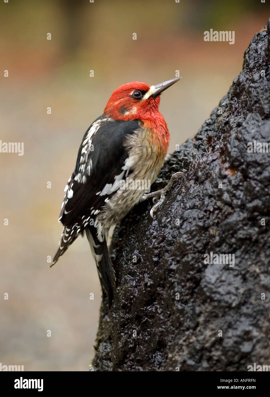 Red breasted sapsuckers hi-res stock photography and images - Alamy
