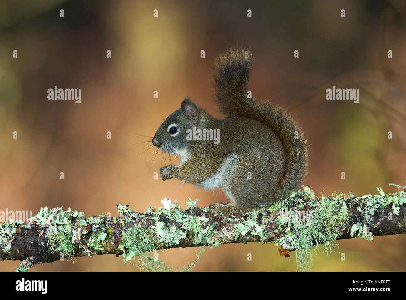 Squirrels in canada hi-res stock photography and images - Alamy