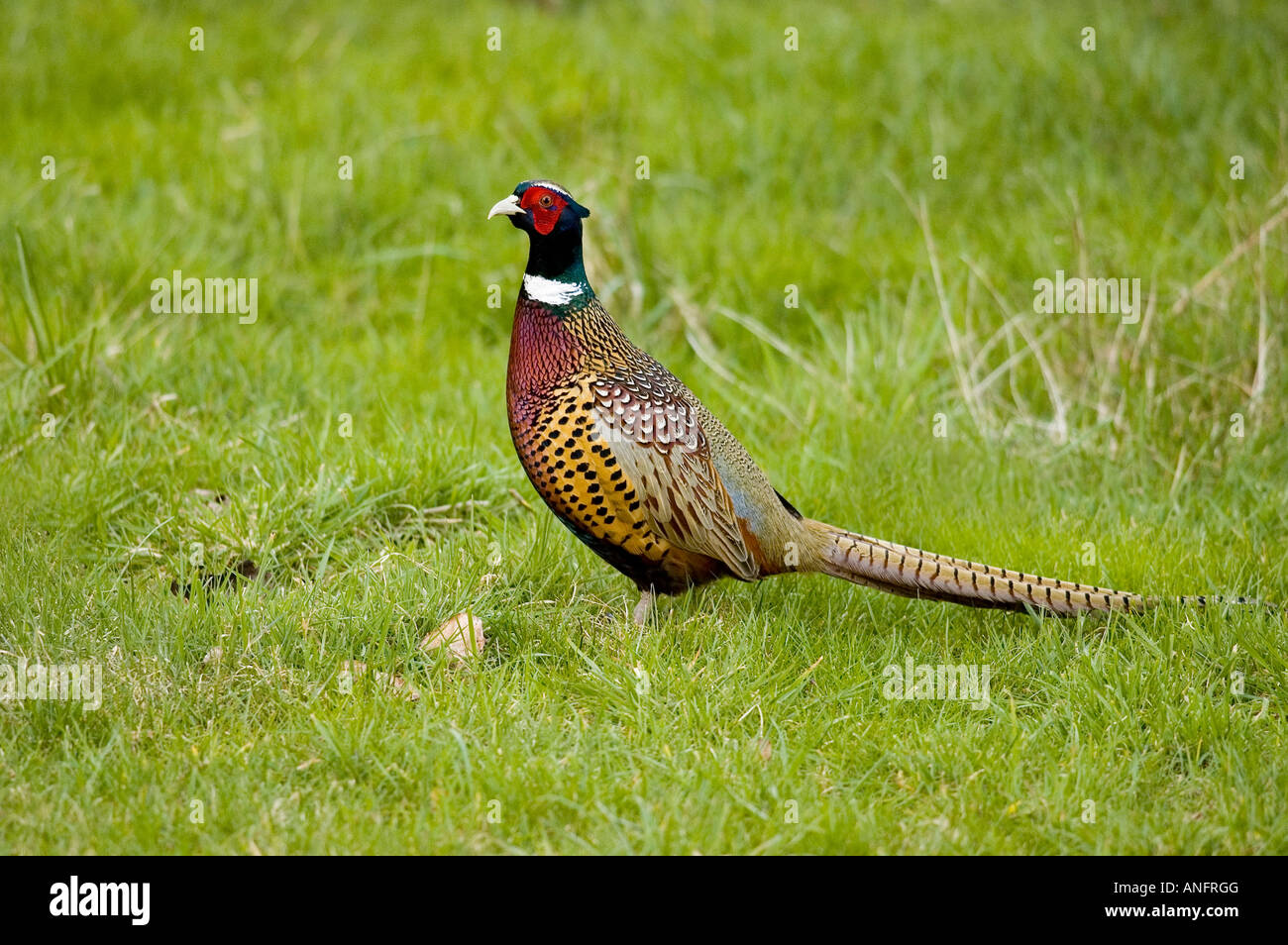 Ring necked Pheasant, Canada Stock Photo - Alamy