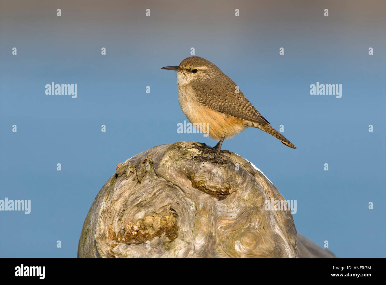 Tim wren hi-res stock photography and images - Alamy