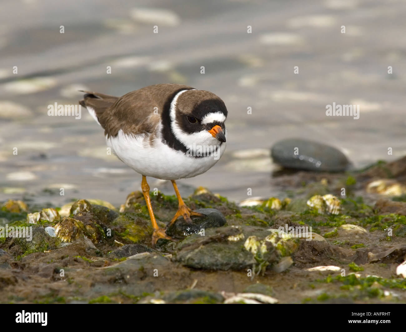 Semipalmated Sandpiper, Canada Stock Photo - Alamy
