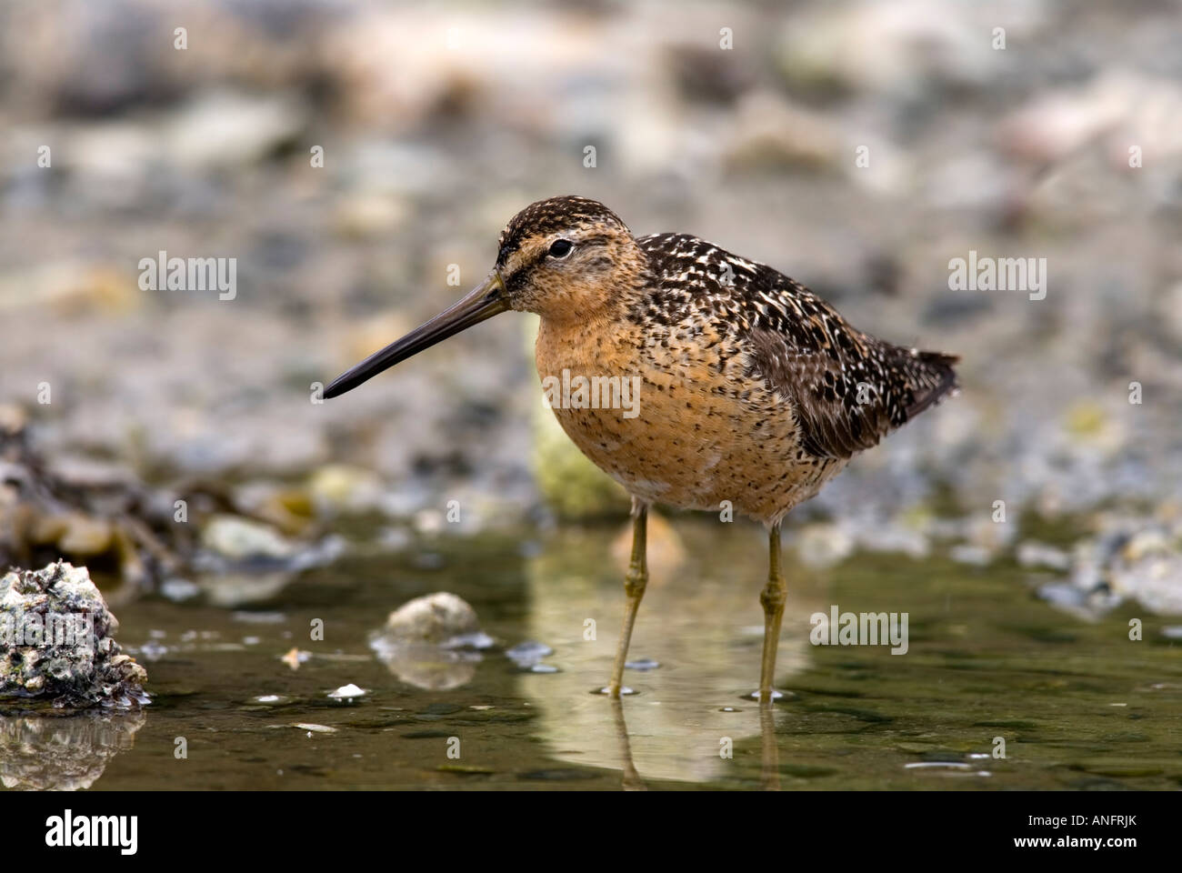 Dowitchers birds dowitcher hi-res stock photography and images - Alamy