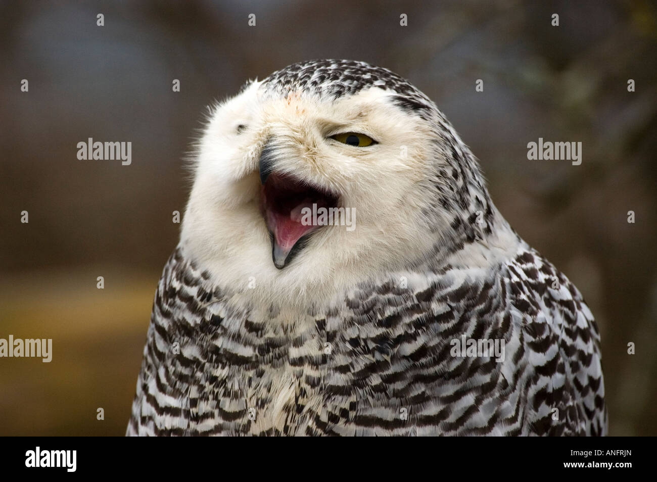 Snowy Owl, Canada Stock Photo - Alamy