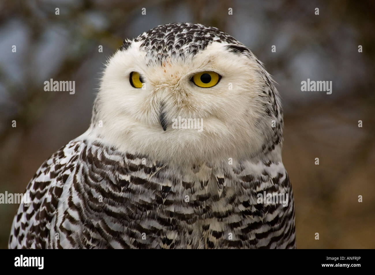 Snowy Owl, Canada Stock Photo - Alamy