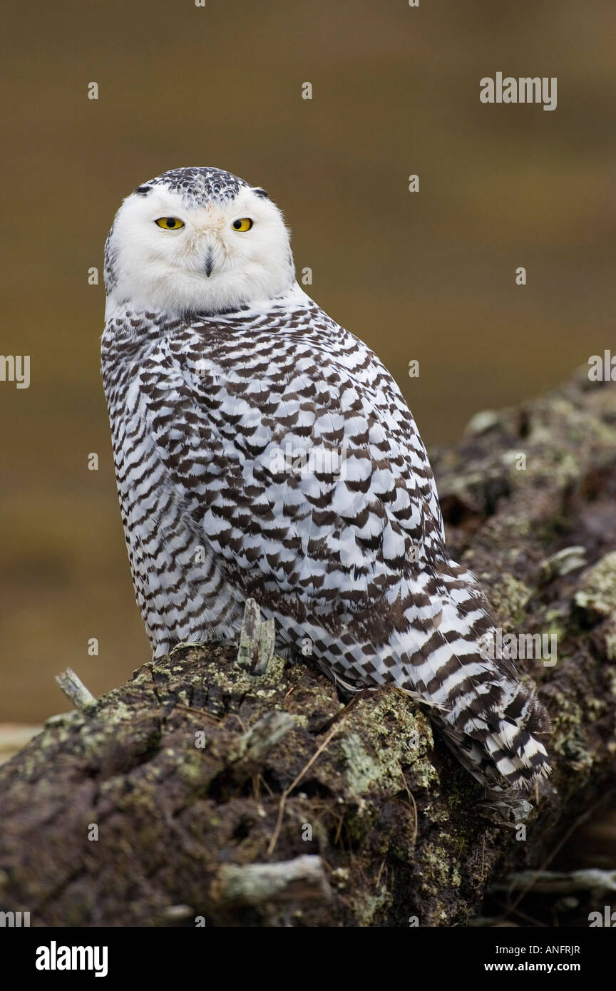 Snowy Owl, Canada Stock Photo - Alamy