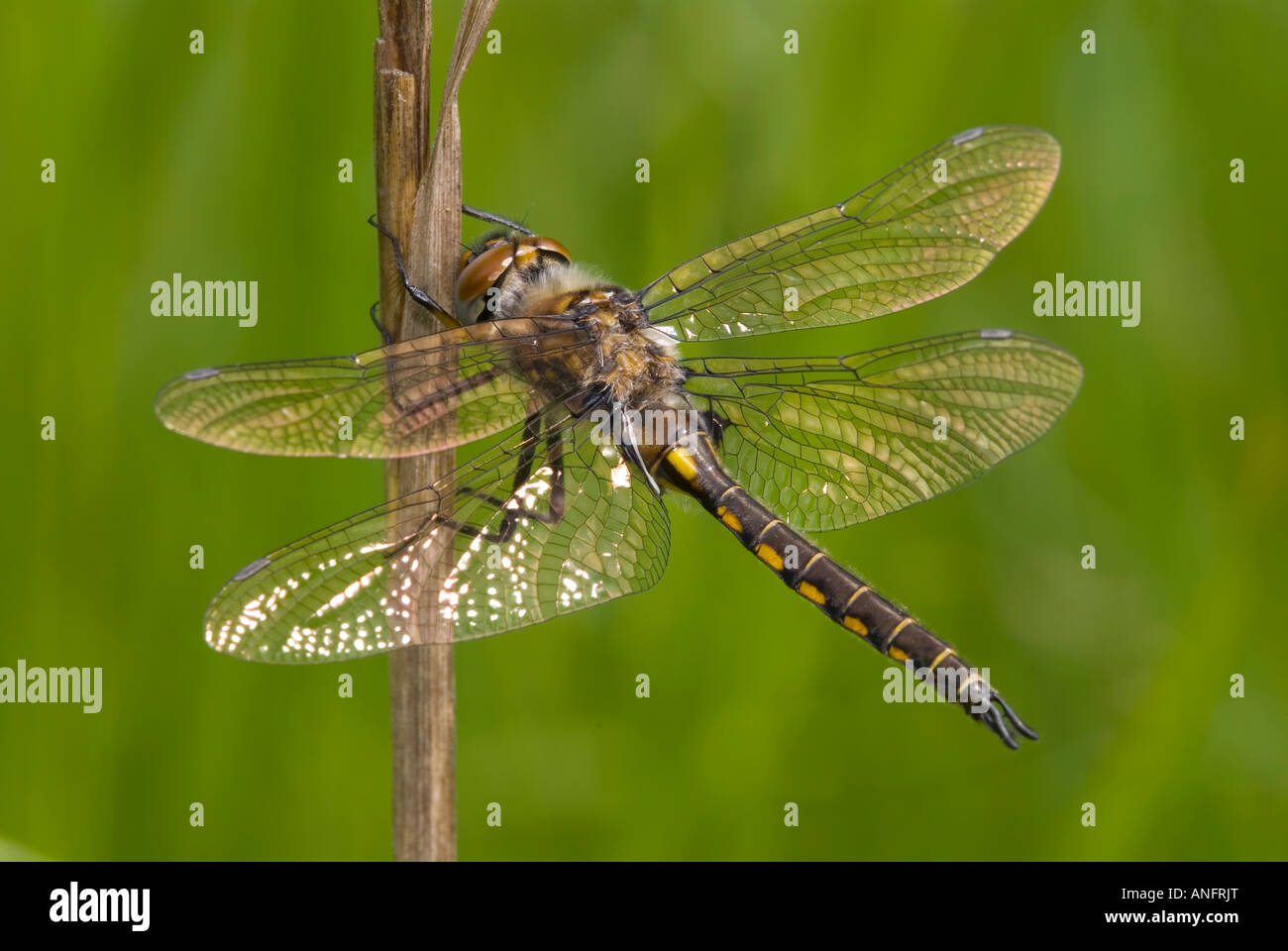 Spiny Baskettail, Canada Stock Photo - Alamy