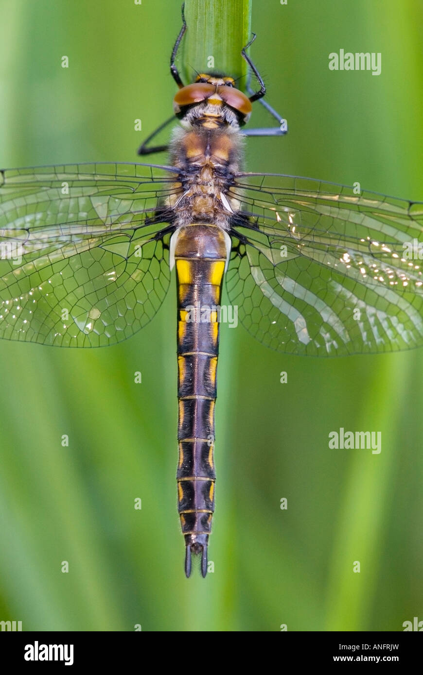 Spiny Baskettail, Canada Stock Photo - Alamy