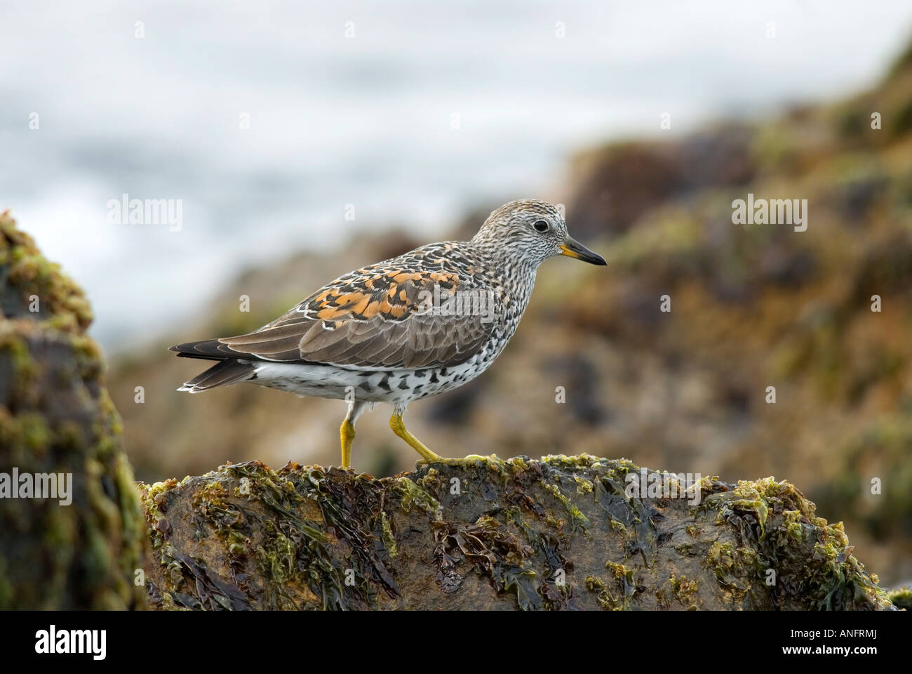 Surfbirds hi-res stock photography and images - Alamy