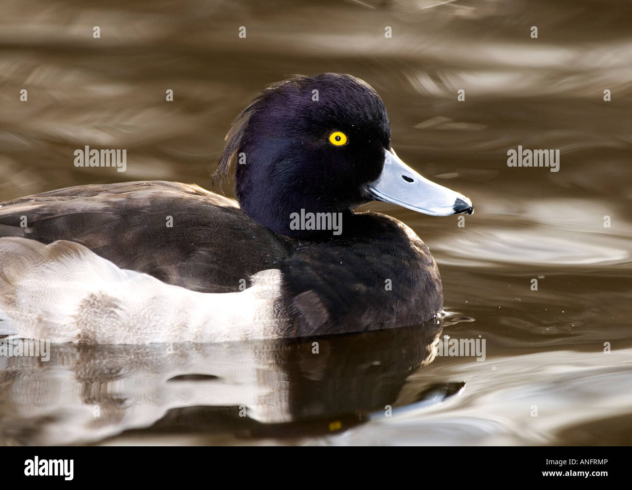 Tufted Duck, Canada Stock Photo - Alamy