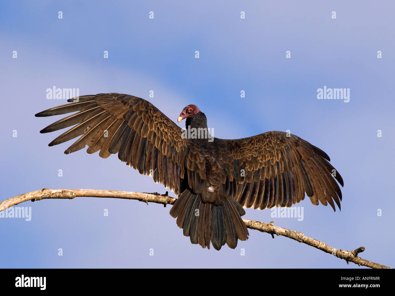 Turkey Vulture, Canada Stock Photo - Alamy