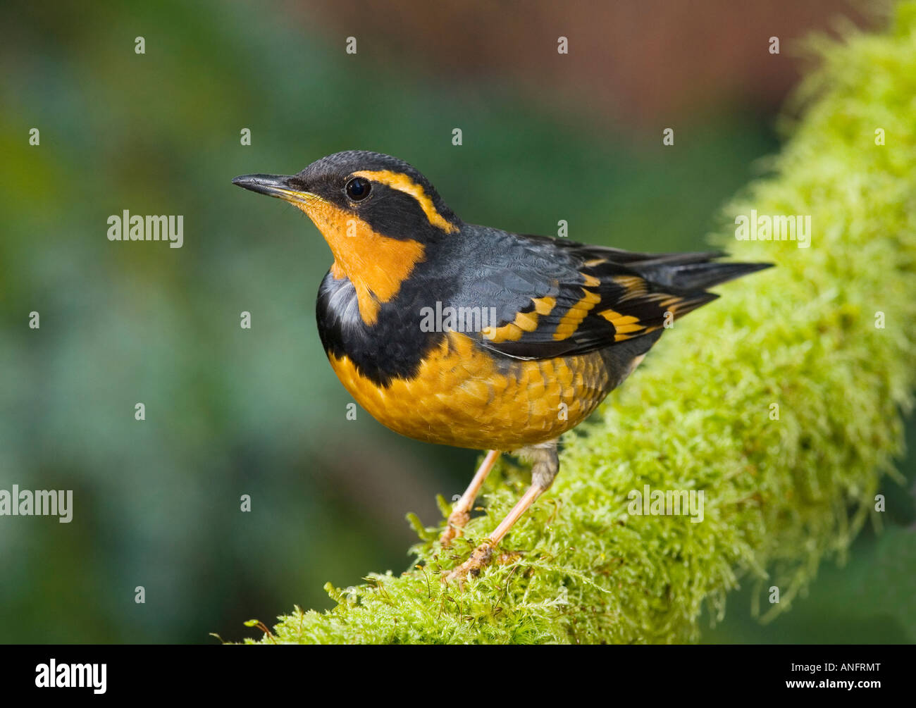 Varied thrushes hi-res stock photography and images - Alamy