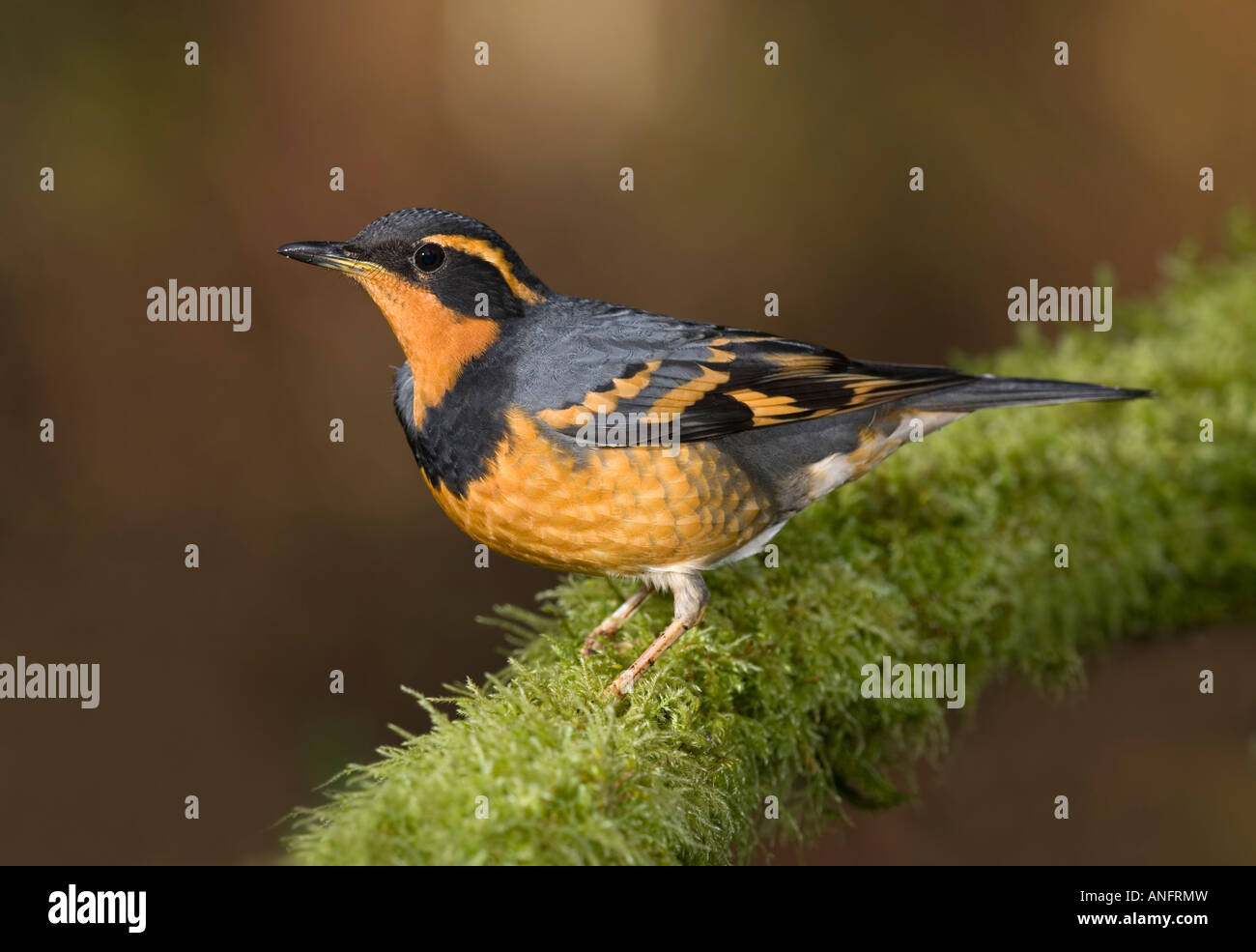 Varied Thrush, Canada Stock Photo - Alamy