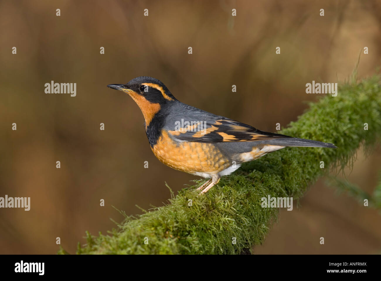 Varied thrushes hi-res stock photography and images - Alamy