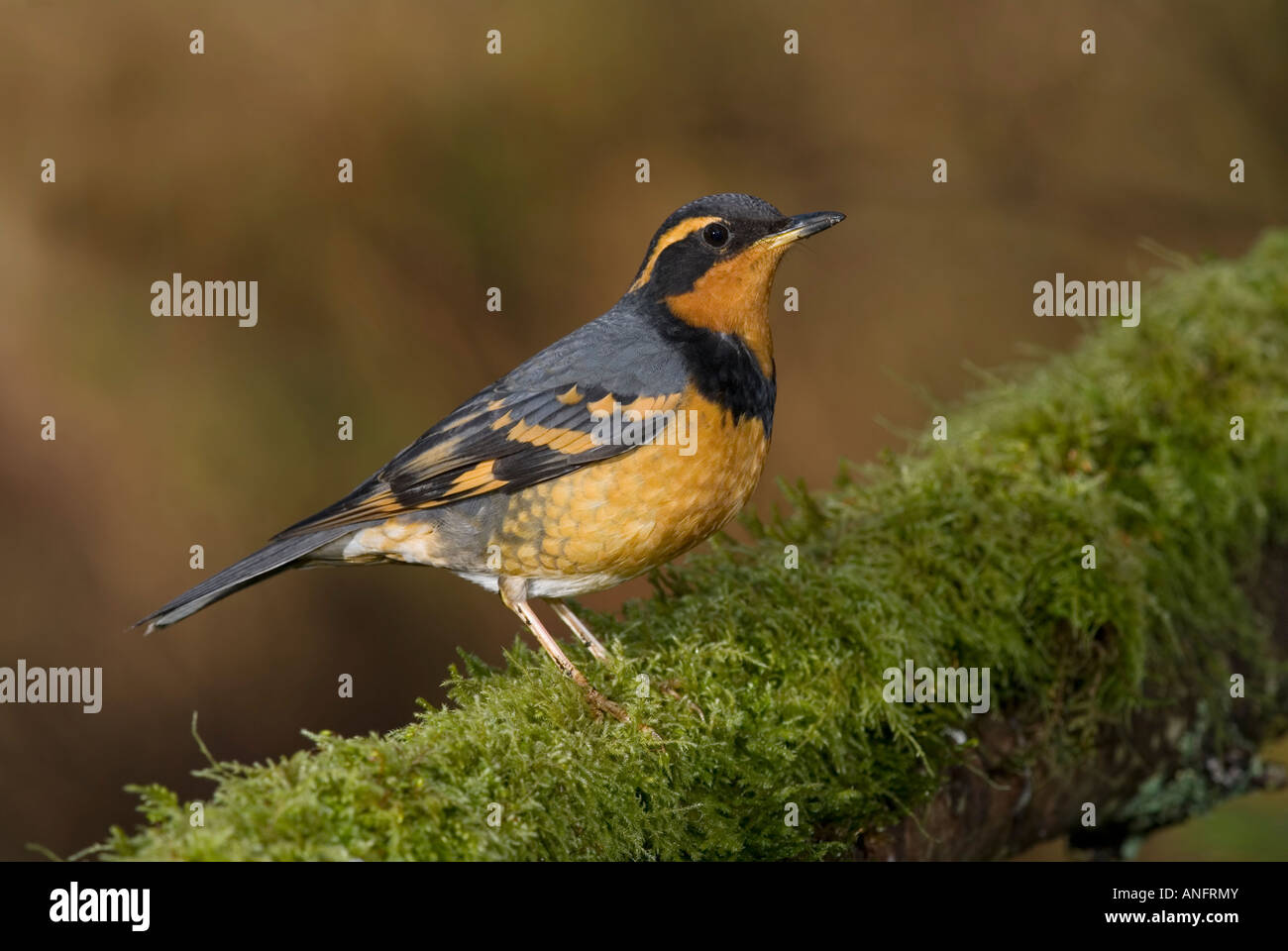 Varied thrushes hi-res stock photography and images - Alamy