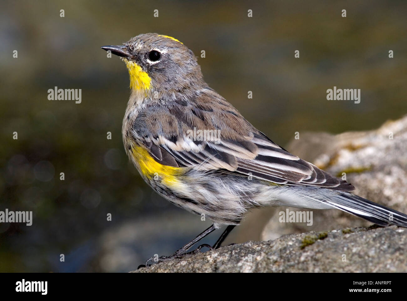 Yellow rumped Warbler, Canada Stock Photo - Alamy