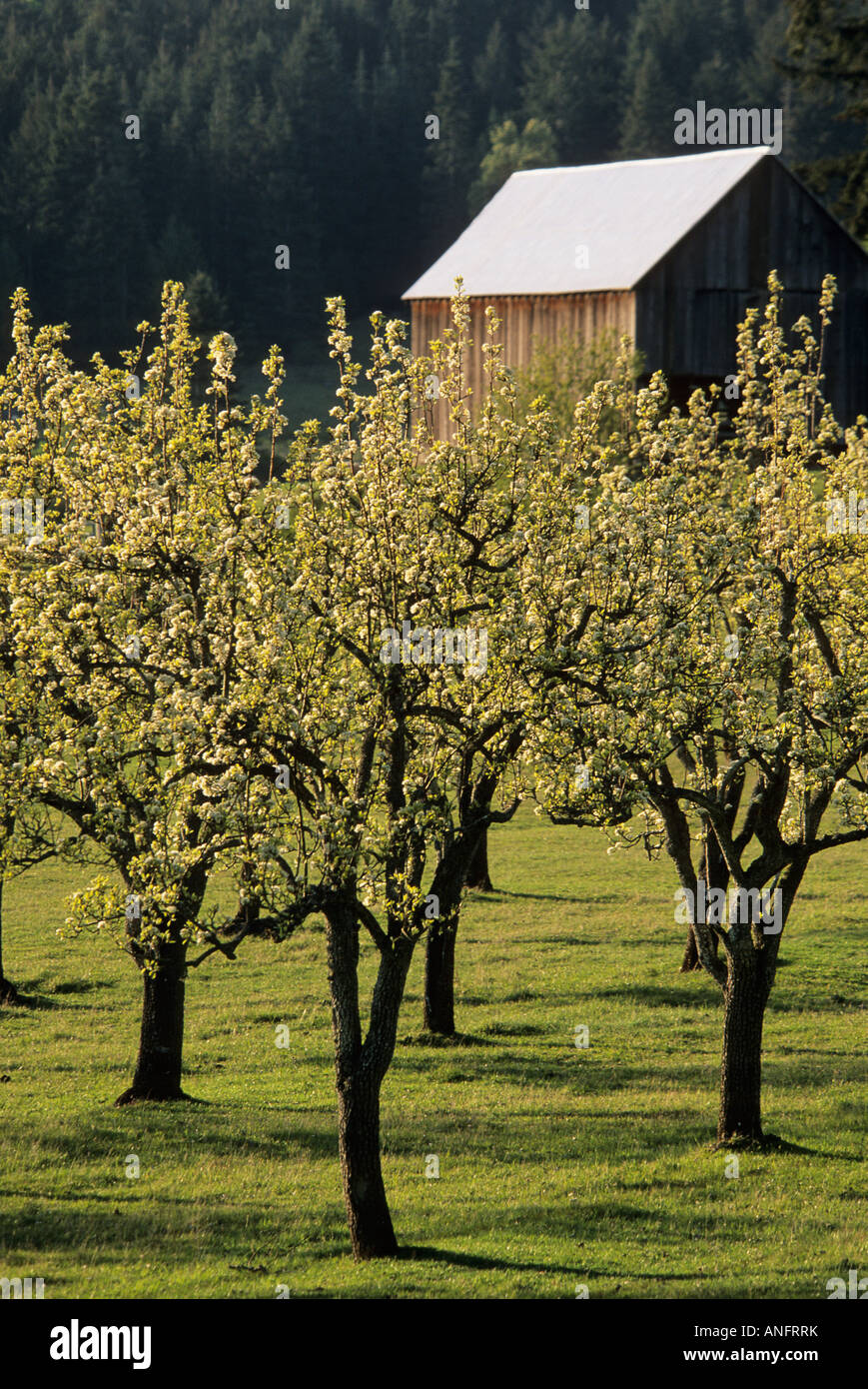 Old apple orchard in bloom, Ruckle Provincial Park, Saltspring Island ...