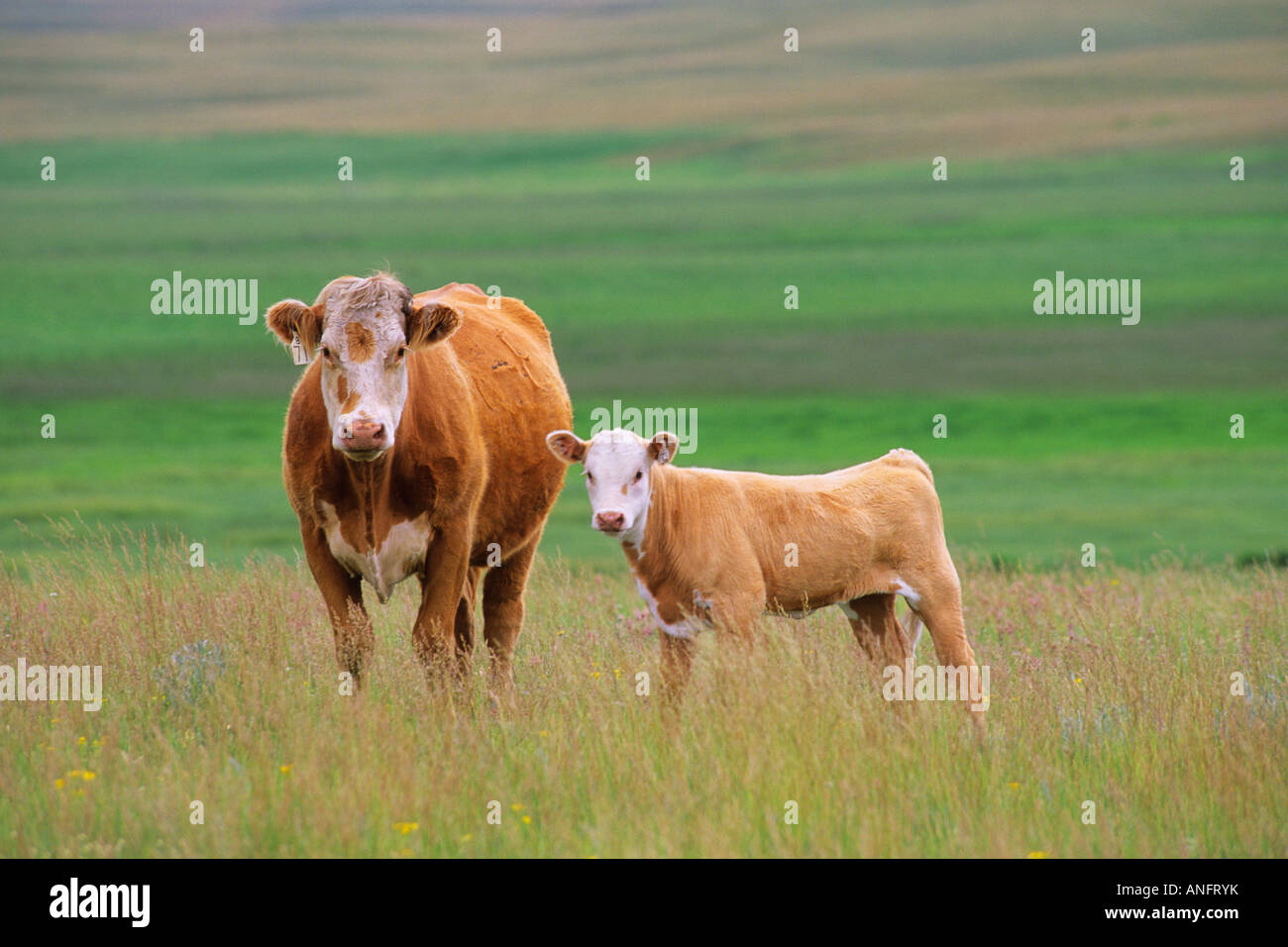 Cattle in pasture, Southern Saskatchewan, Canada Stock Photo - Alamy