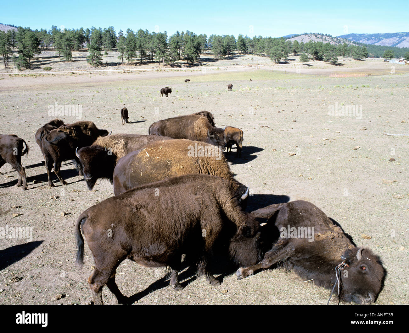 Dead bison hi-res stock photography and images - Alamy