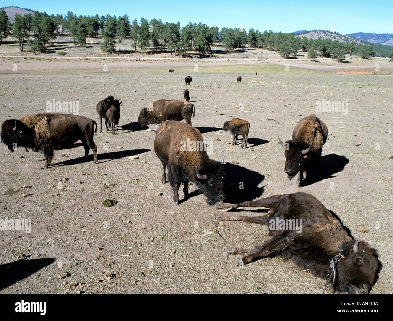Dead Bison due to Overgrazing at Bison Ranch, Colorado, USA Stock Photo ...