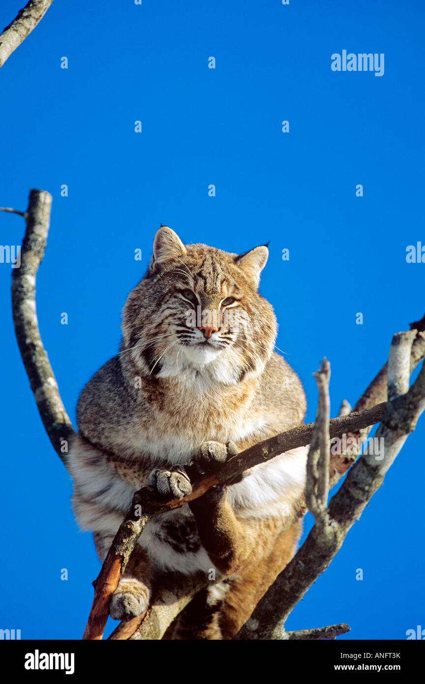 (Felis rufus), Bobcat resting in trees, Canada Stock Photo - Alamy