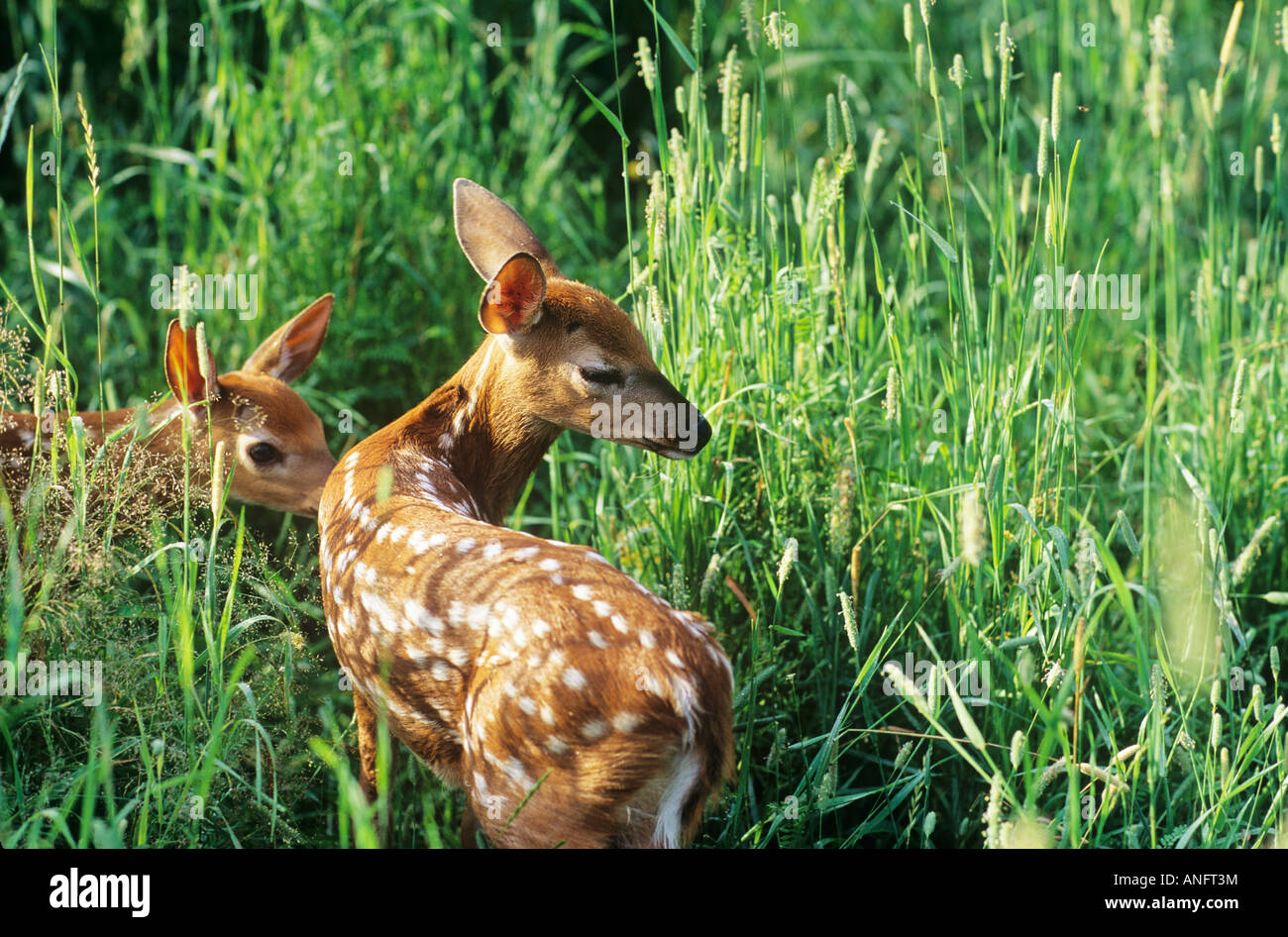 Whitetailed fawns hi-res stock photography and images - Alamy