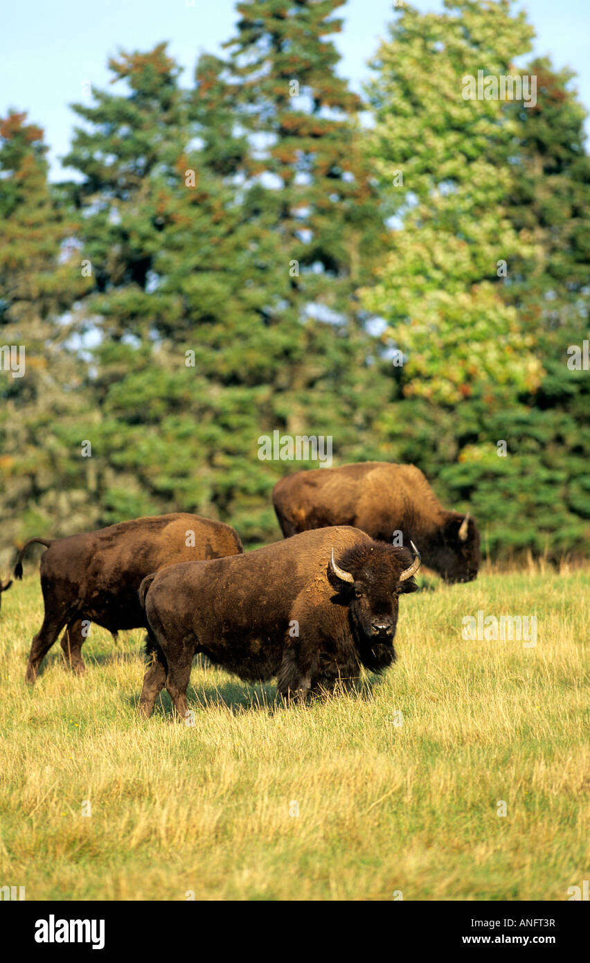 Bison in canadian wilderness hi-res stock photography and images - Alamy