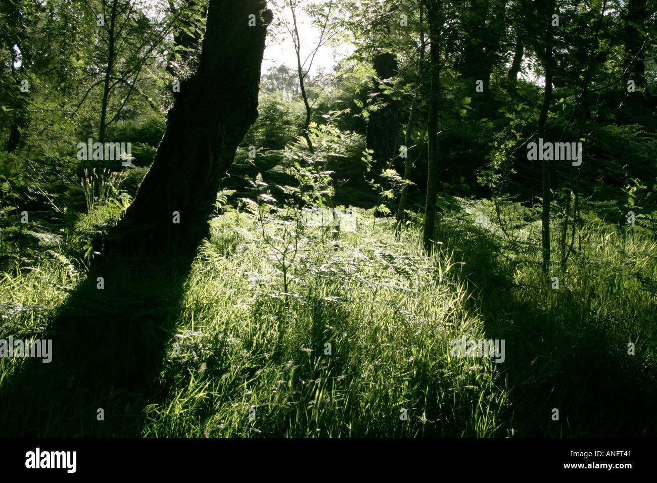 Rannoch Forest Scotland Stock Photo - Alamy