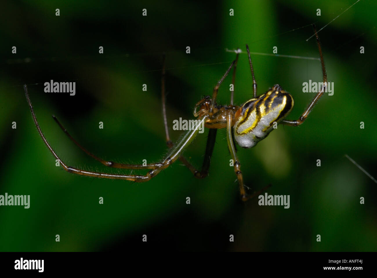 Australian Clock Spider