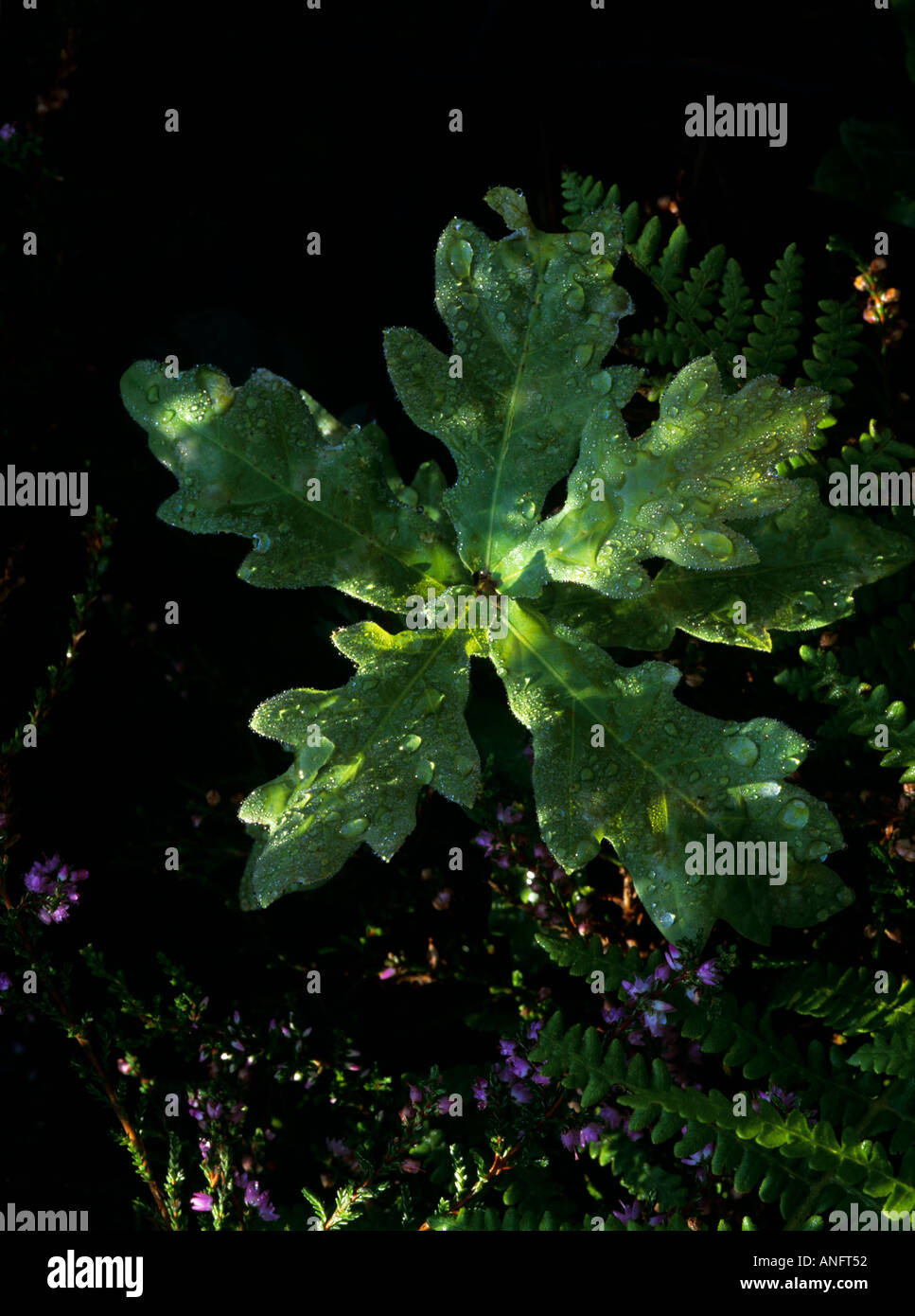 Quercus petraea sapling hi-res stock photography and images - Alamy