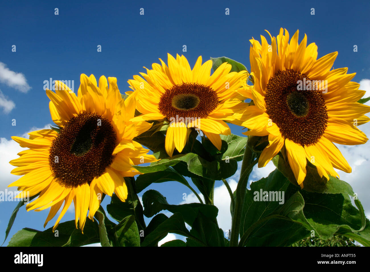 Vivid fresh hi-res stock photography and images - Alamy