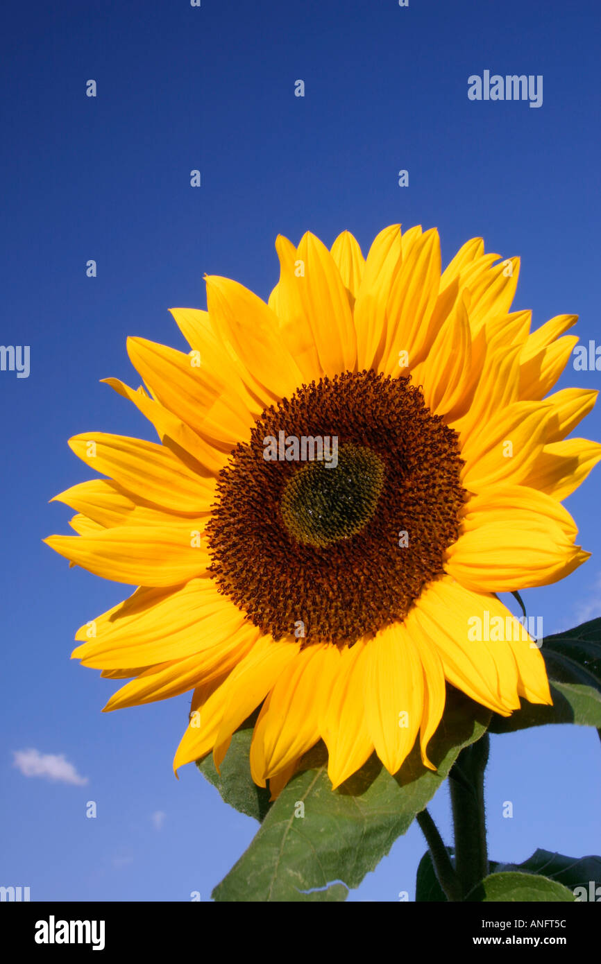Sharp sunflower hi-res stock photography and images - Alamy