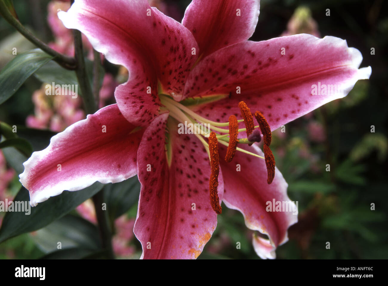 Star crimson hi-res stock photography and images - Alamy