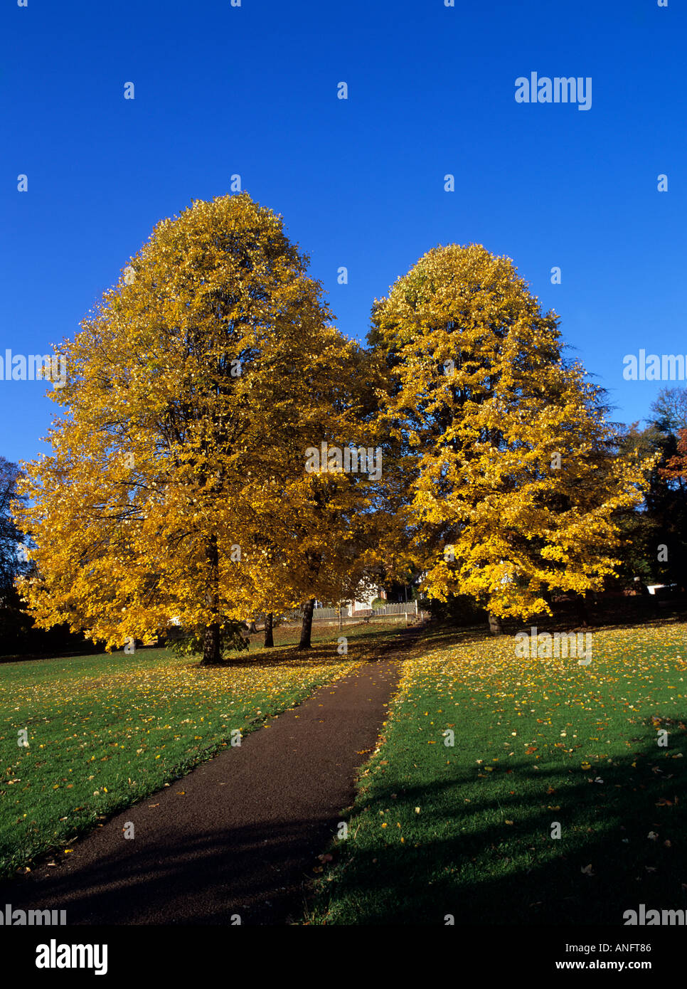 Autumn Lime Trees, Tettenhall Park, Wolverhampton, West Midlands ...