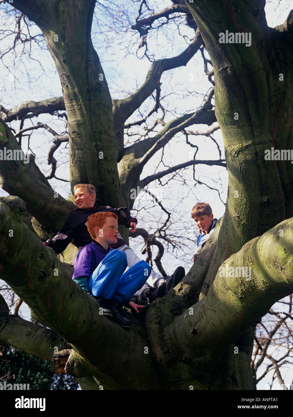 Urban Children Climbing Beech Tree, Midlands, England Stock Photo - Alamy
