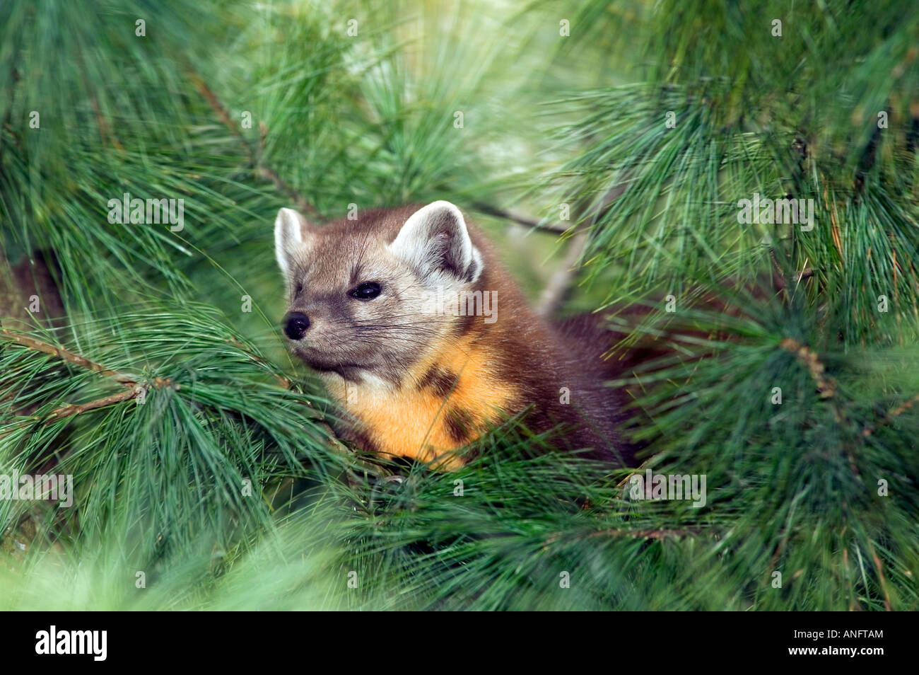 (Martes americana), Pine Marten hunting in pine tree, Canada Stock ...