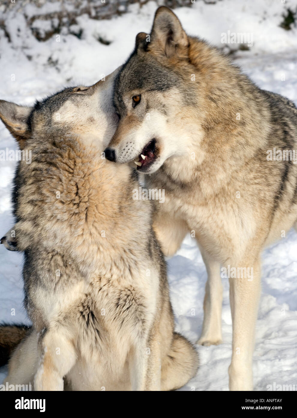 (Canis lupis), Young male Grey Wolves playing, Canada Stock Photo - Alamy