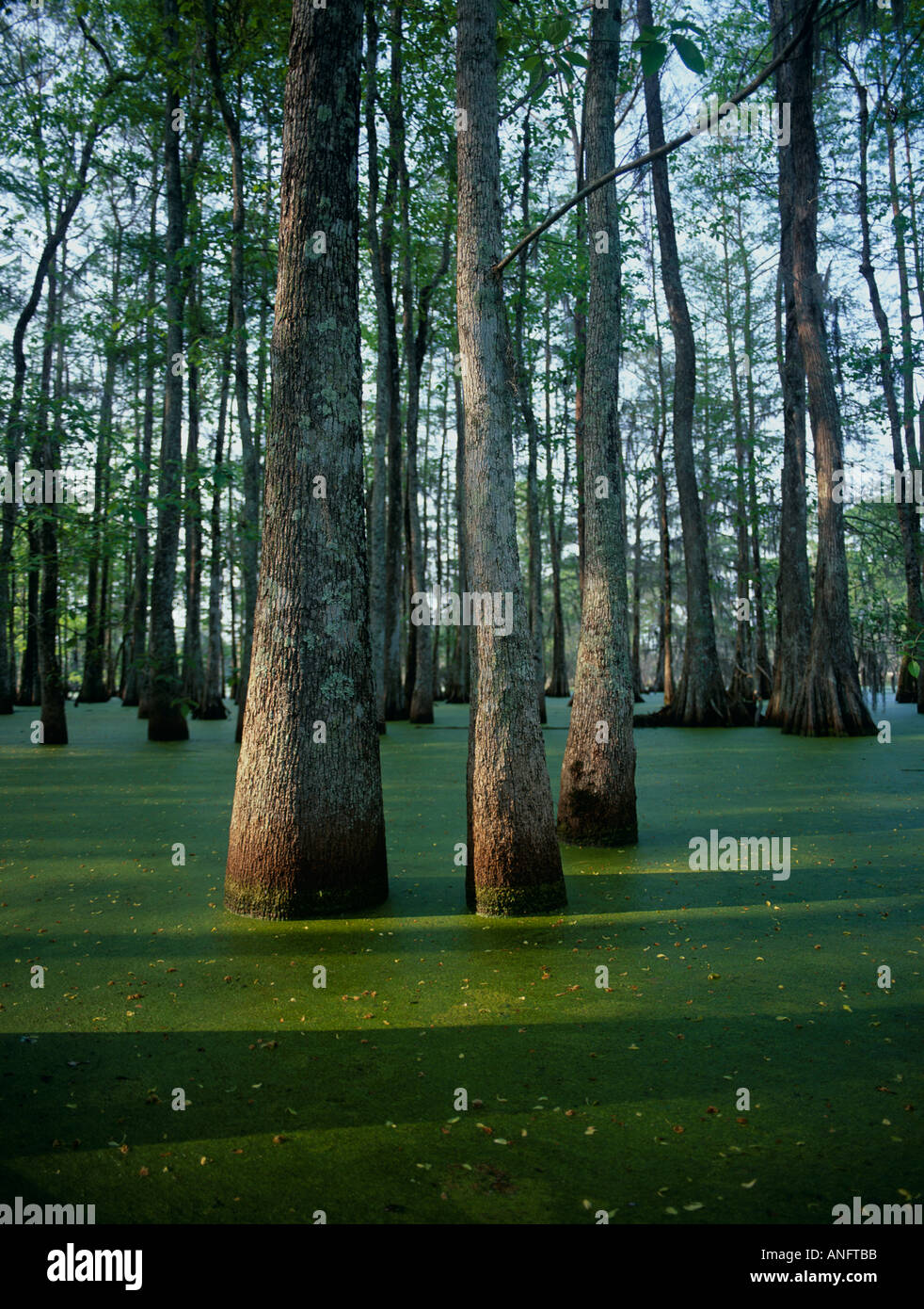 Swamp cypress grove hi-res stock photography and images - Alamy