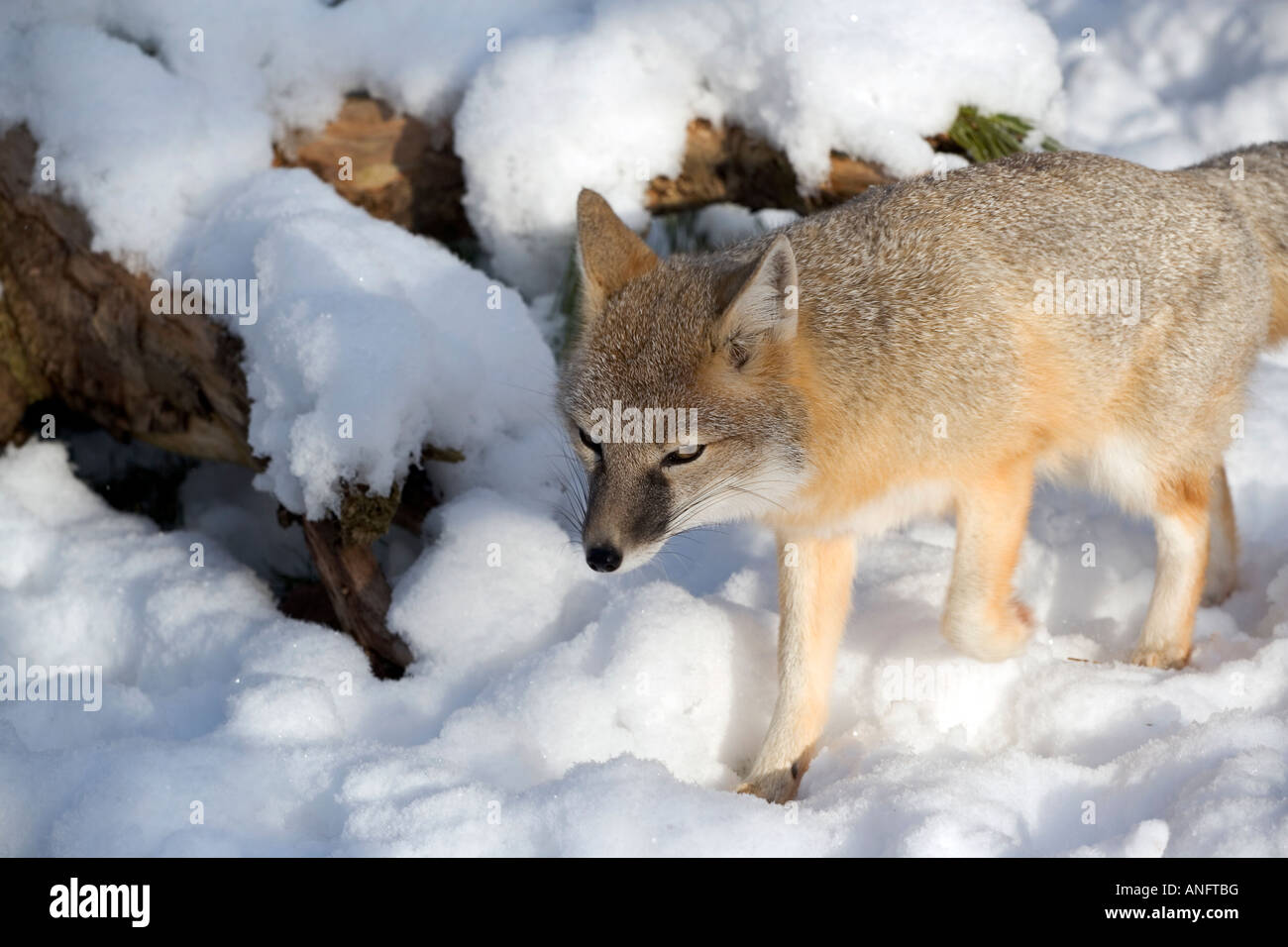 Vulpes velox, Swift Fox hunting on freshly fallen snow, Canada Stock ...
