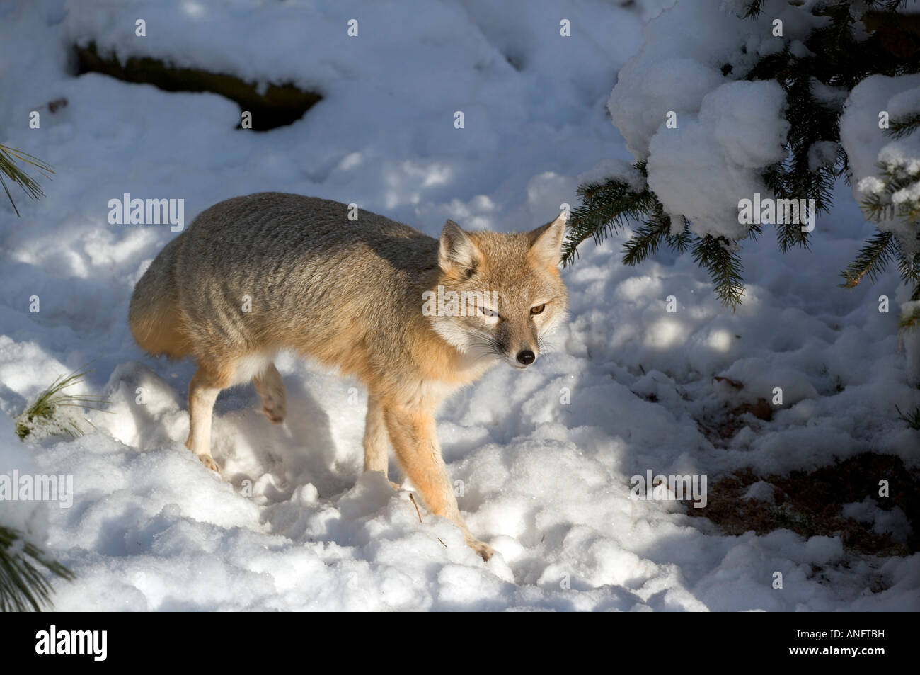 Vulpes velox, Swift Fox hunting on freshly fallen snow, Canada Stock ...