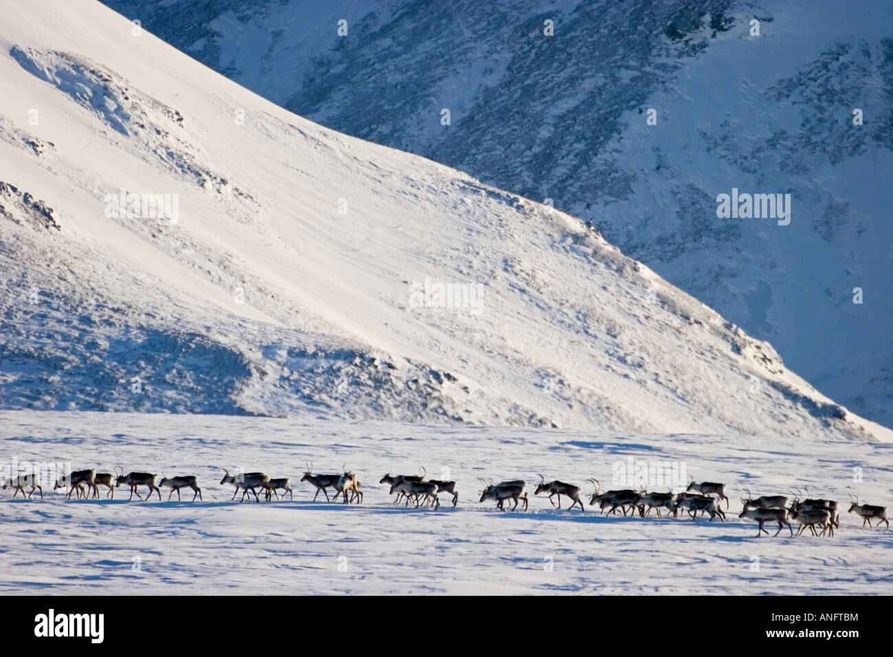 Winter on Chandalar Shelf, along James dalton Highway, large Porcupine ...