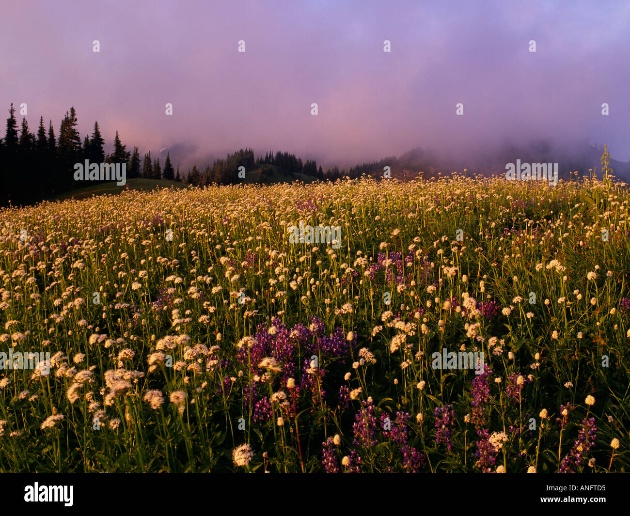 Fragile alpine area hi-res stock photography and images - Alamy