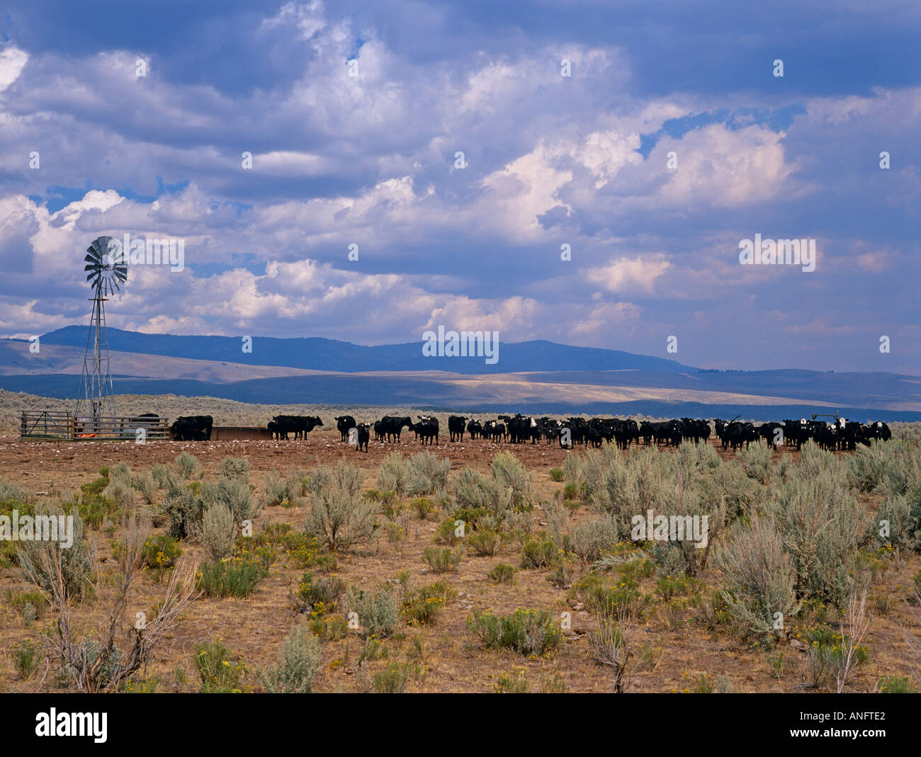 Overgrazing of Sagebrush Prairie by Cattle, Red Rocks, Montana, USA ...