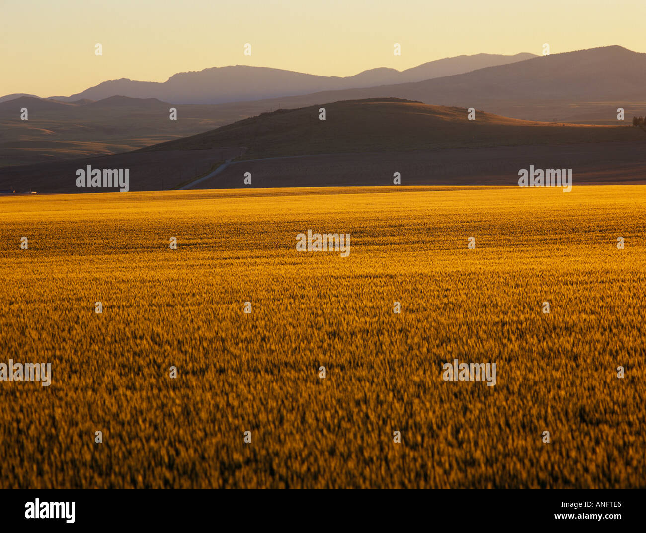 U s wheat production hi-res stock photography and images - Alamy